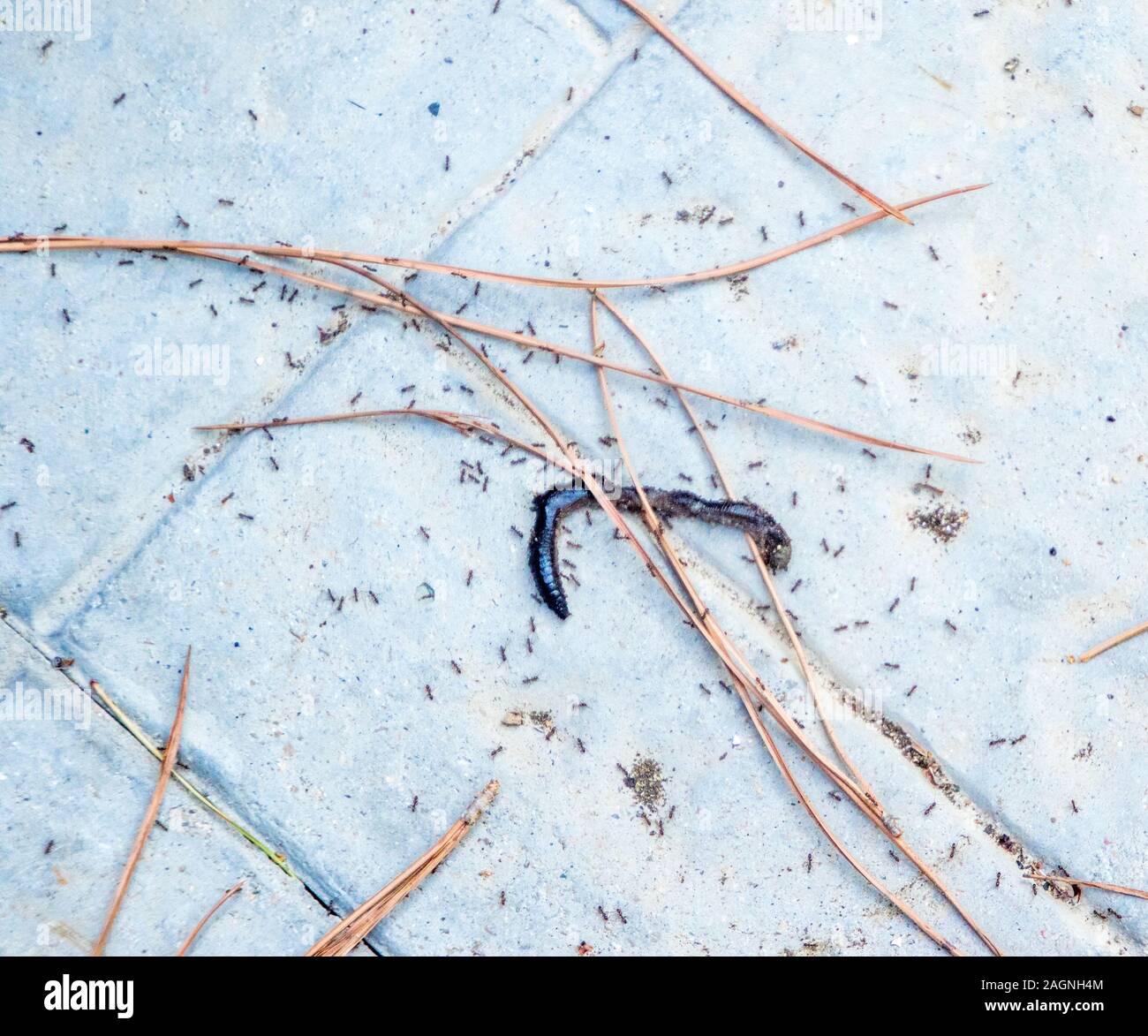 An army of ants divulge and surround the carcass of a dead worm Stock ...
