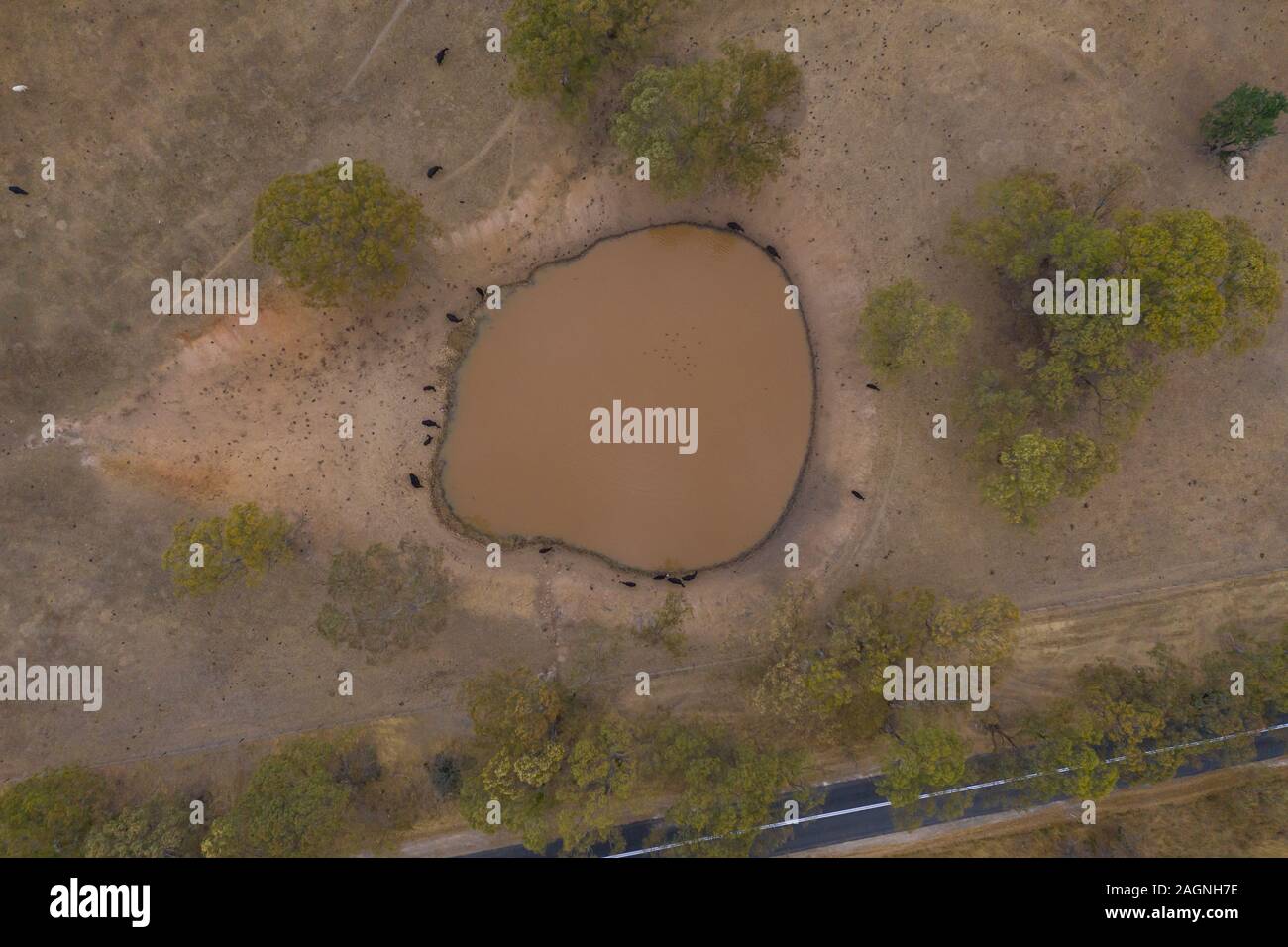 Aerial view of an agricultural water dam with cows and ducks outside of ...
