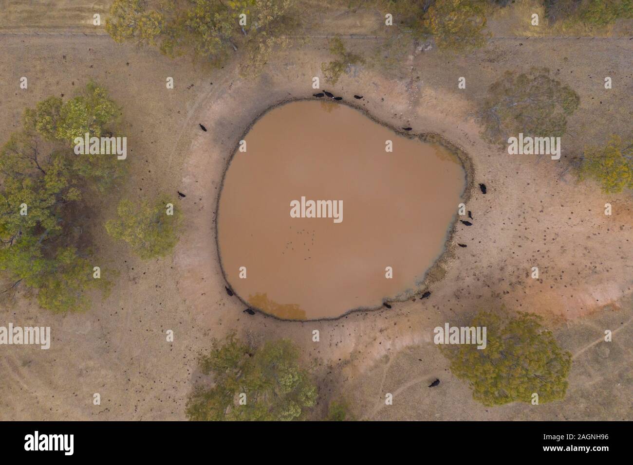 Aerial view of an agricultural water dam with cows and ducks outside of ...