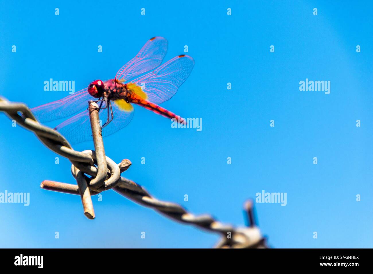 A beautiful Red Dragonfly sitting on a strip of barbed wire Stock Photo - Alamy
