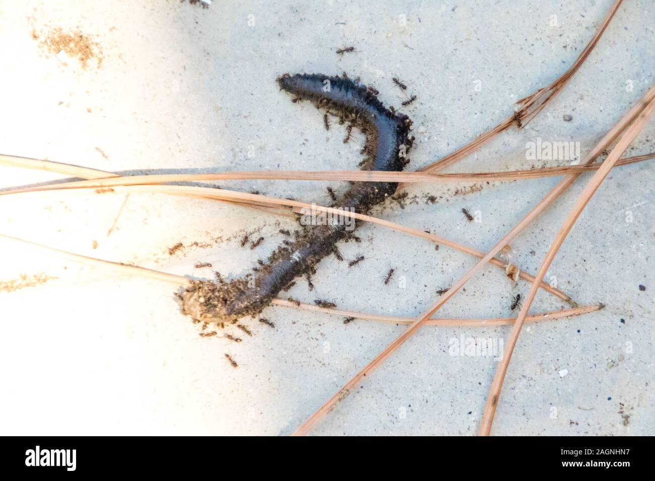 An army of ants divulge and surround the carcass of a dead worm Stock ...