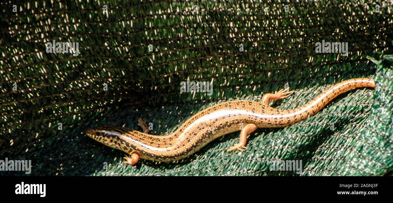 A common lizard seen in the gardens of Italy Stock Photo - Alamy