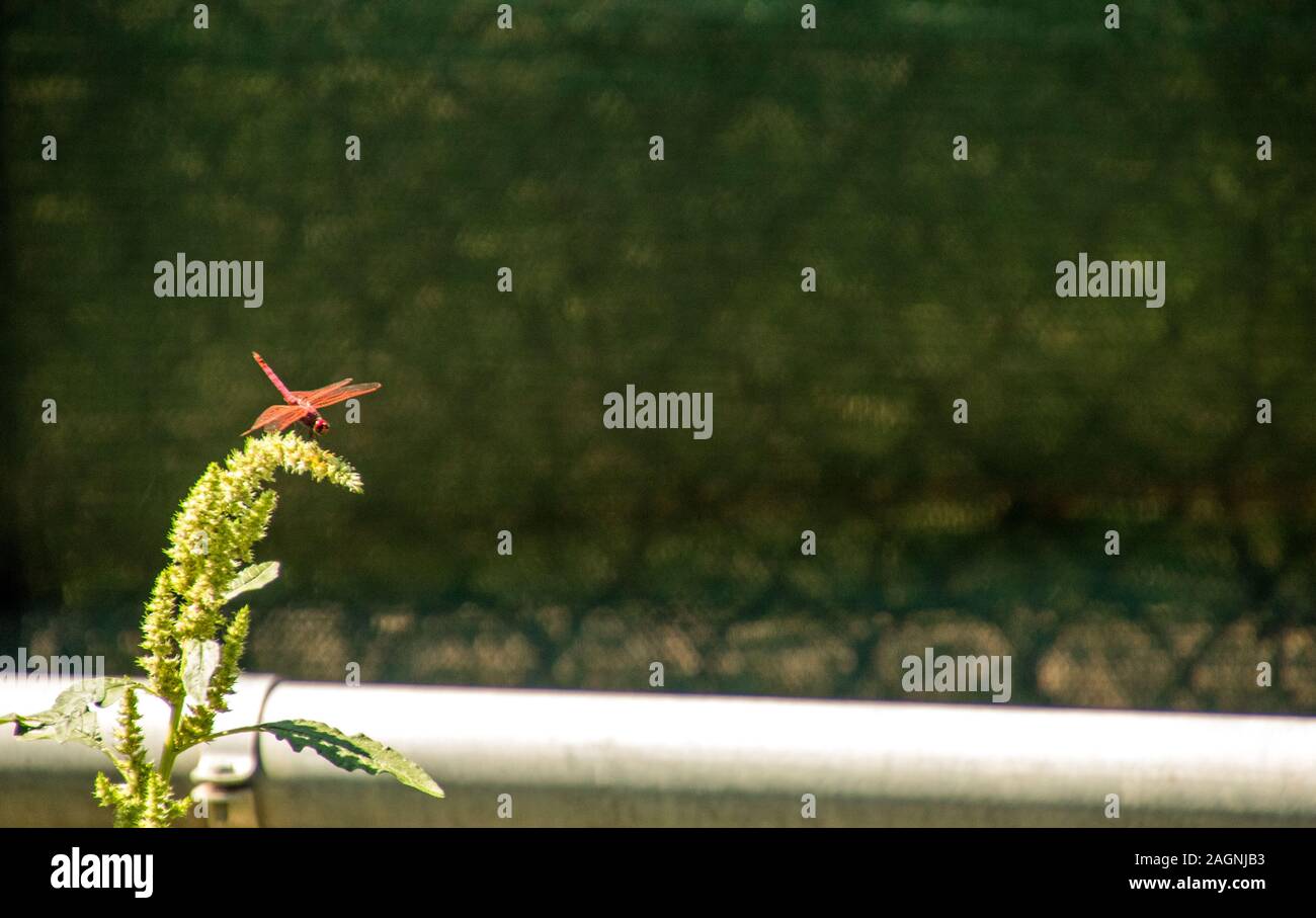 A beautiful Red Dragonfly sitting on a strip of barbed wire Stock Photo ...