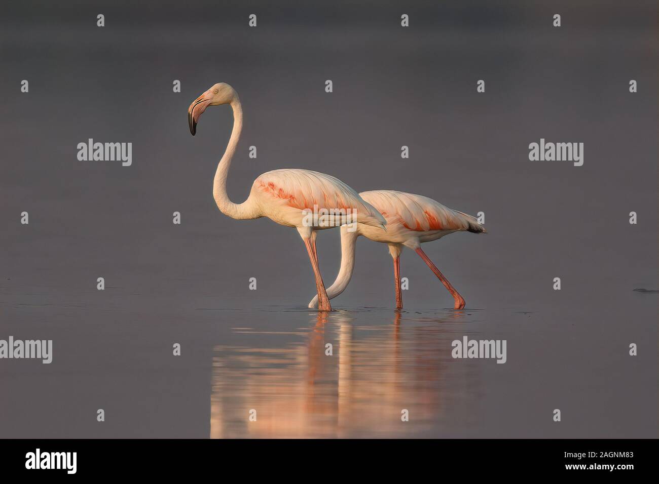 The greater flamingo is the most widespread and largest species of the ...