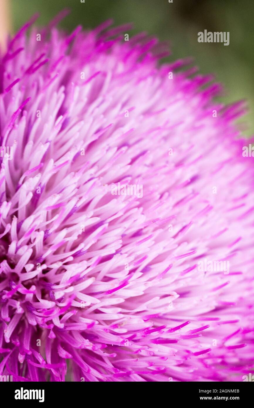 the cool lilac fluffy flower of burdock Stock Photo - Alamy