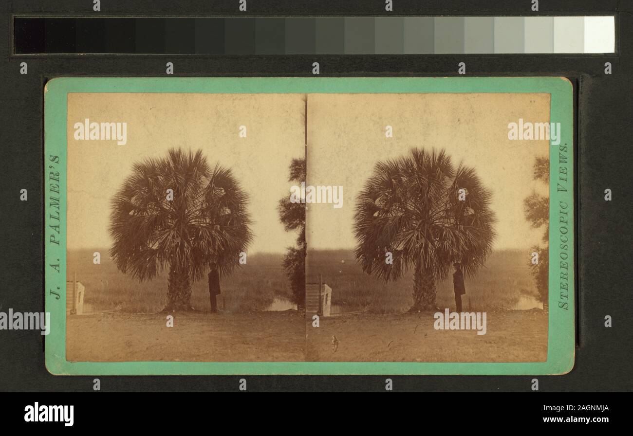 Palmetto Tree Palmetto Tree.; Palmetto Tree Stock Photo - Alamy