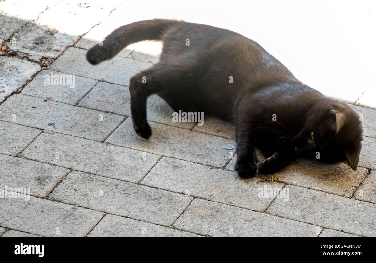 Just one of the many stray cats left behind in the country of Italy ...