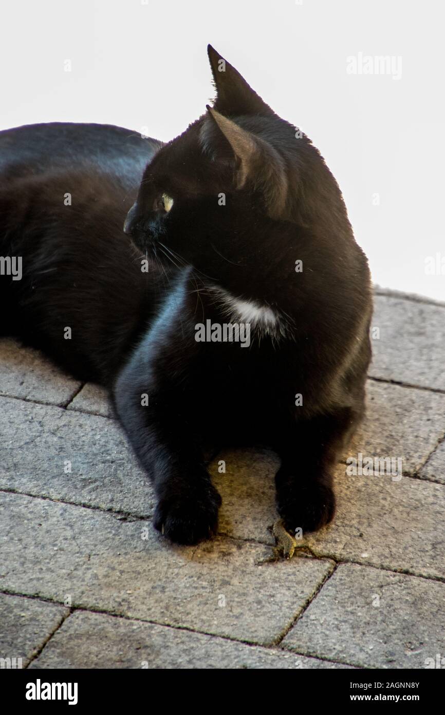 Just one of the many stray cats left behind in the country of Italy ...