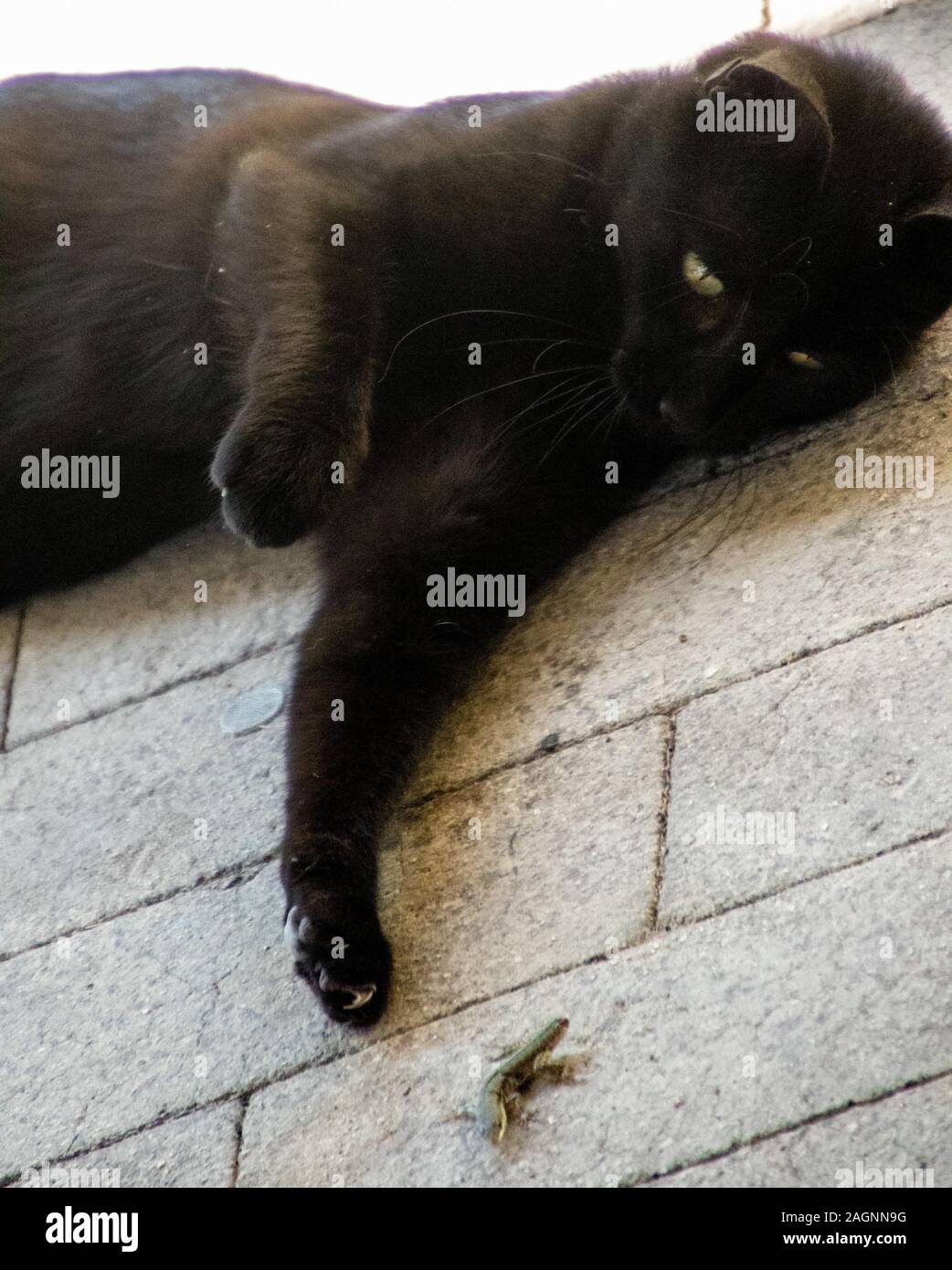 Just one of the many stray cats left behind in the country of Italy ...