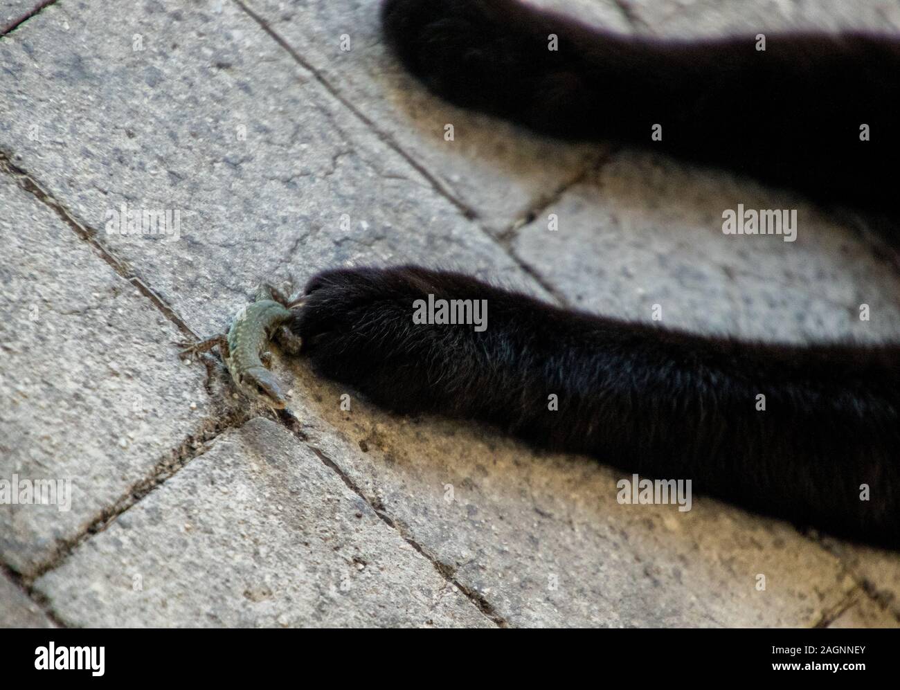 Just one of the many stray cats left behind in the country of Italy ...