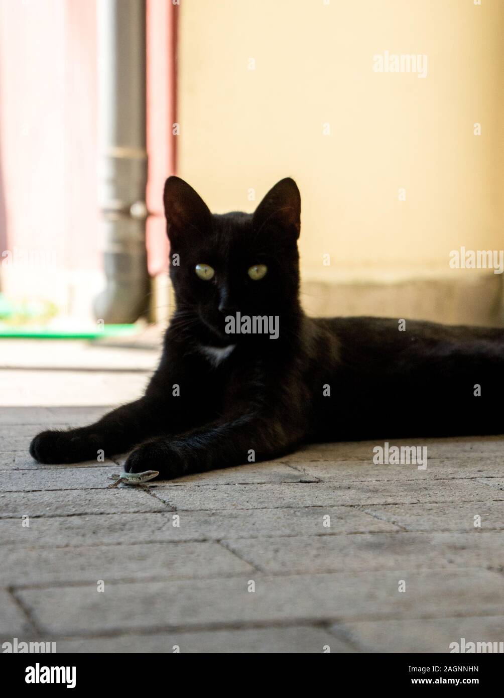 Just one of the many stray cats left behind in the country of Italy ...