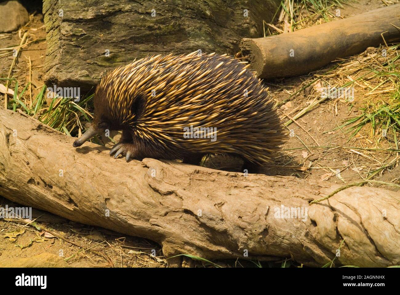 Kloake hi-res stock photography and images - Alamy
