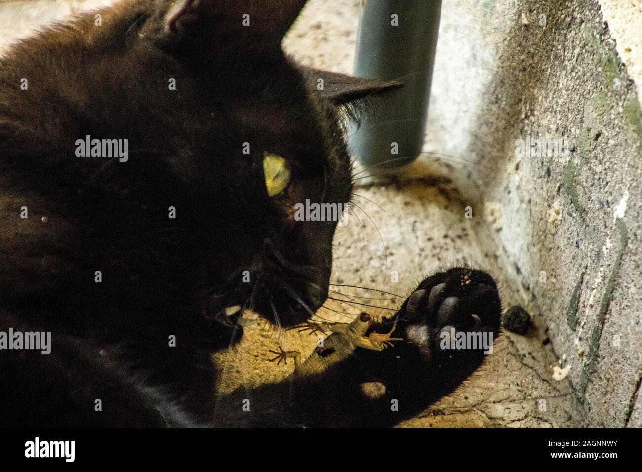 Just one of the many stray cats left behind in the country of Italy ...