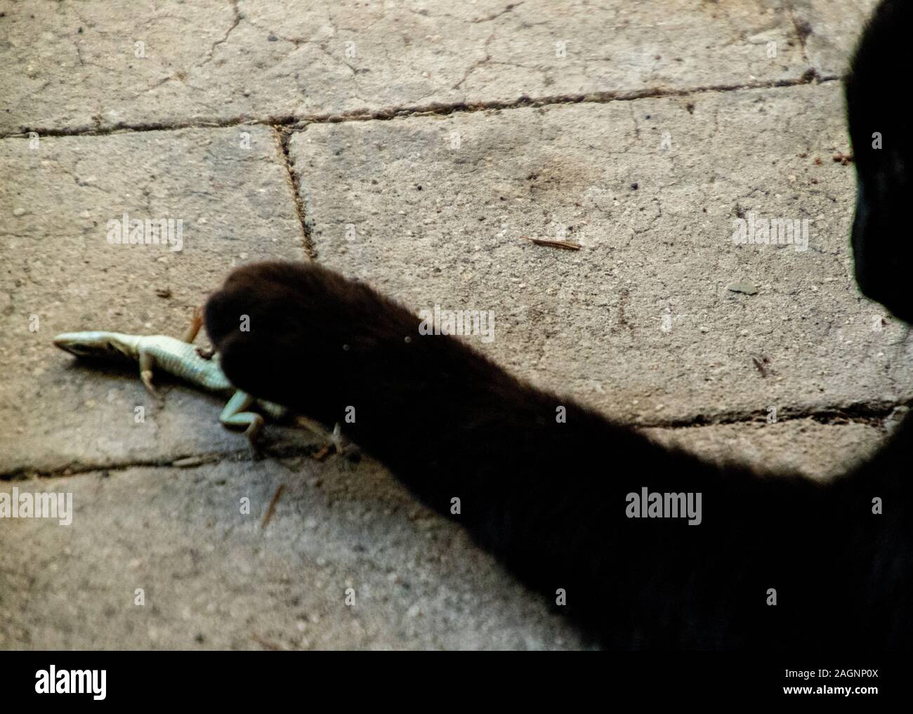 Just one of the many stray cats left behind in the country of Italy ...