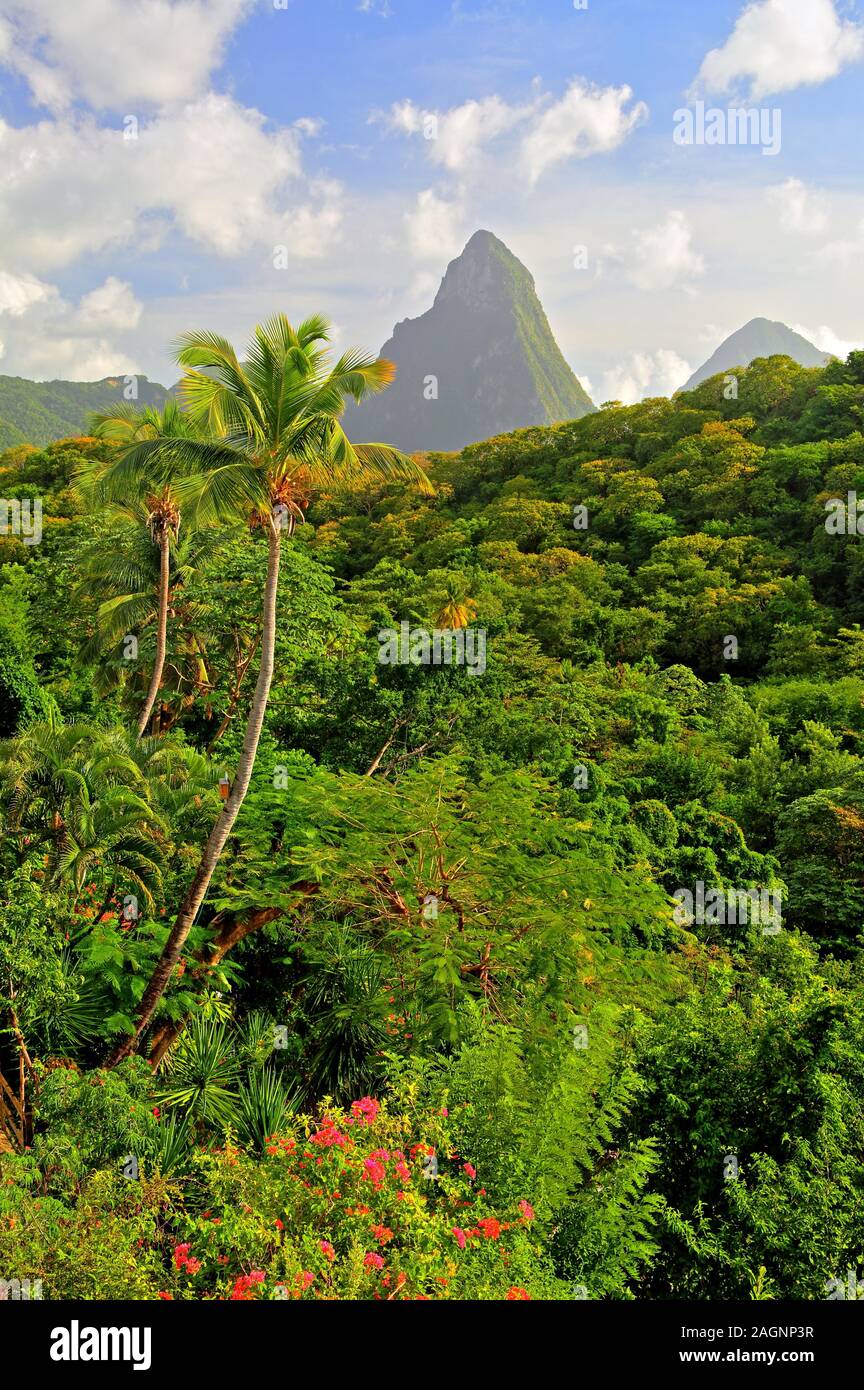 Tropical landscape with the two Pitons, Gros Piton 770m and Petit Piton ...