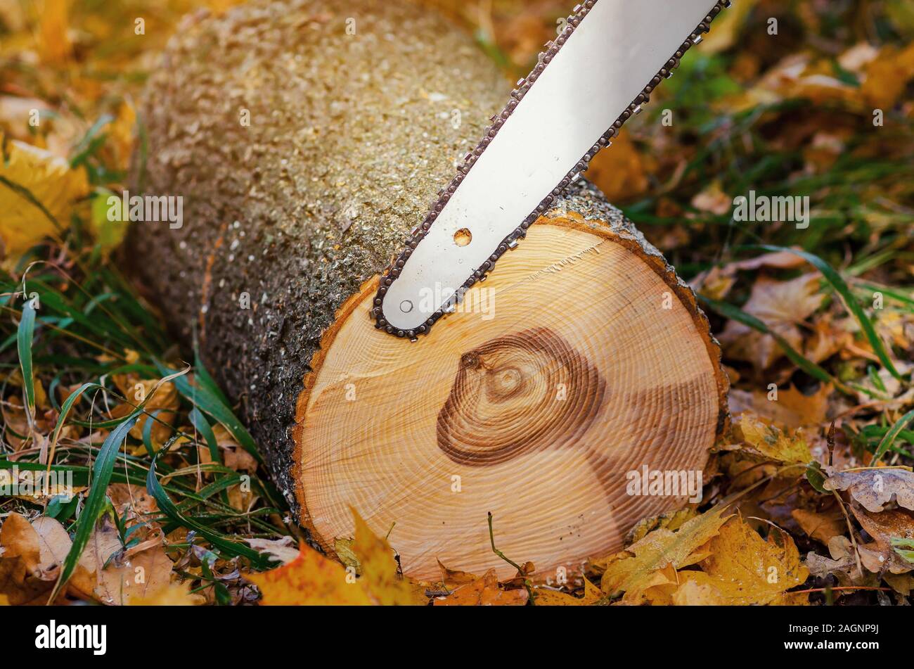 Horizontal Log High Resolution Stock Photography and Images - Alamy