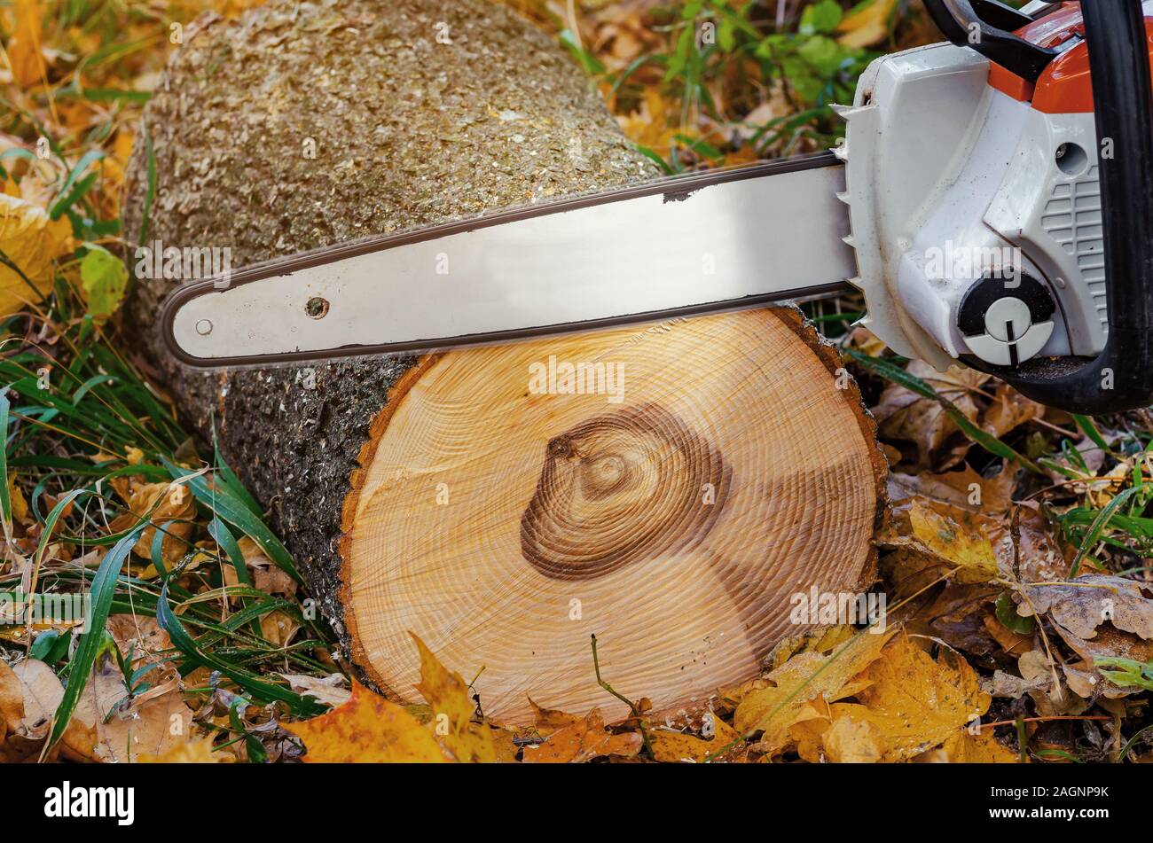 Adult cutting a wood log with a saw hi-res stock photography and images ...