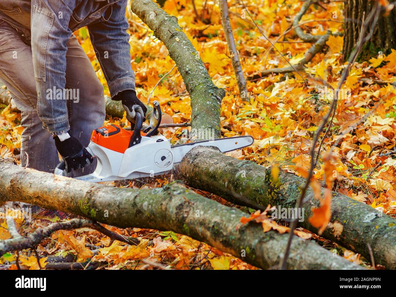 Lumberjack saws a tree with chainsaw in forest Stock Photo - Alamy