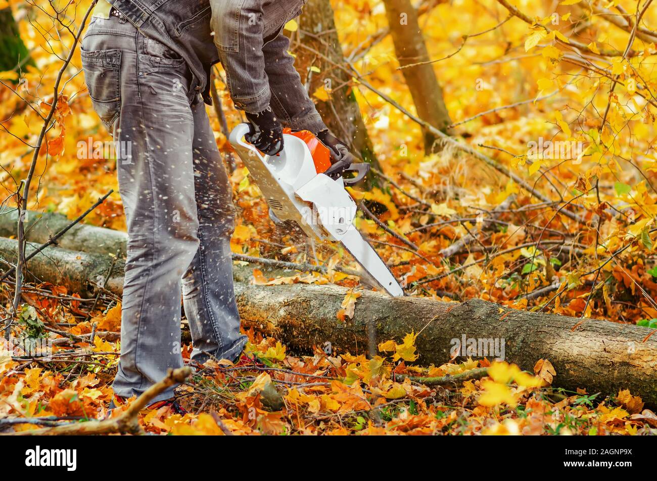 Man saws sawing tree hi-res stock photography and images - Alamy