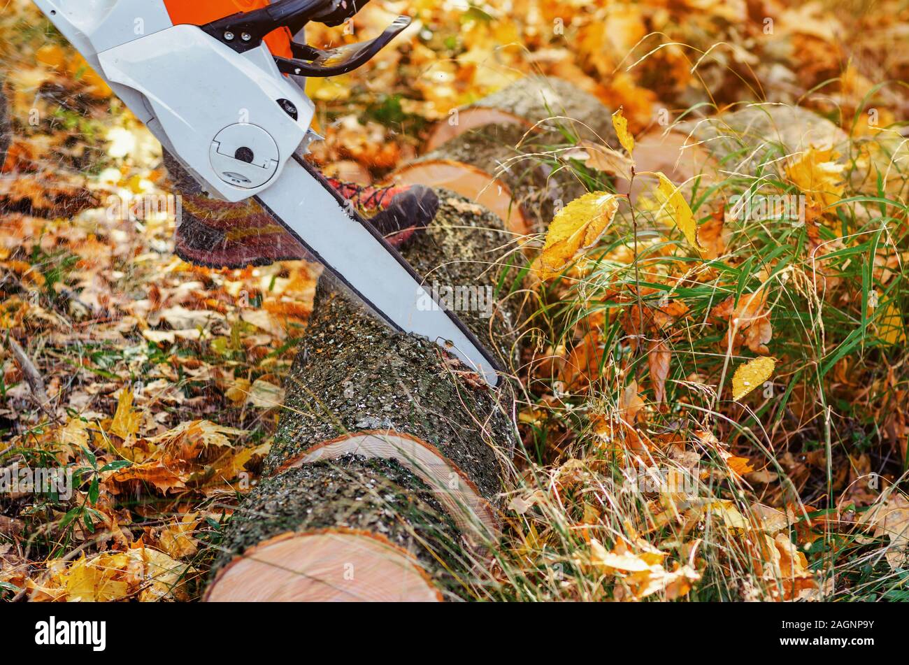Lumberjack saws a tree with chainsaw in forest Stock Photo - Alamy