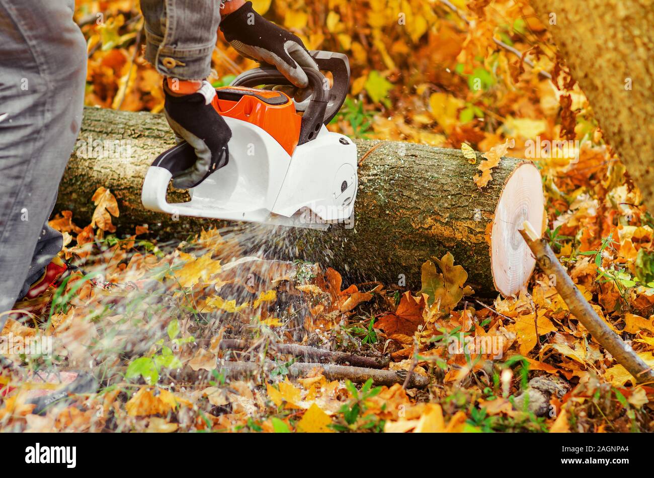 Lumberjack saws a tree with chainsaw in forest Stock Photo - Alamy