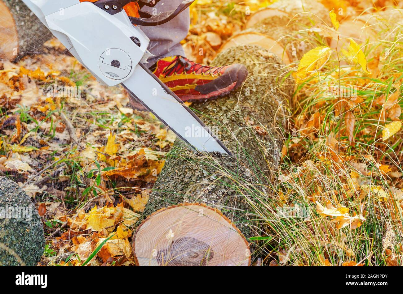 Lumberjack saws a tree with chainsaw in forest Stock Photo - Alamy