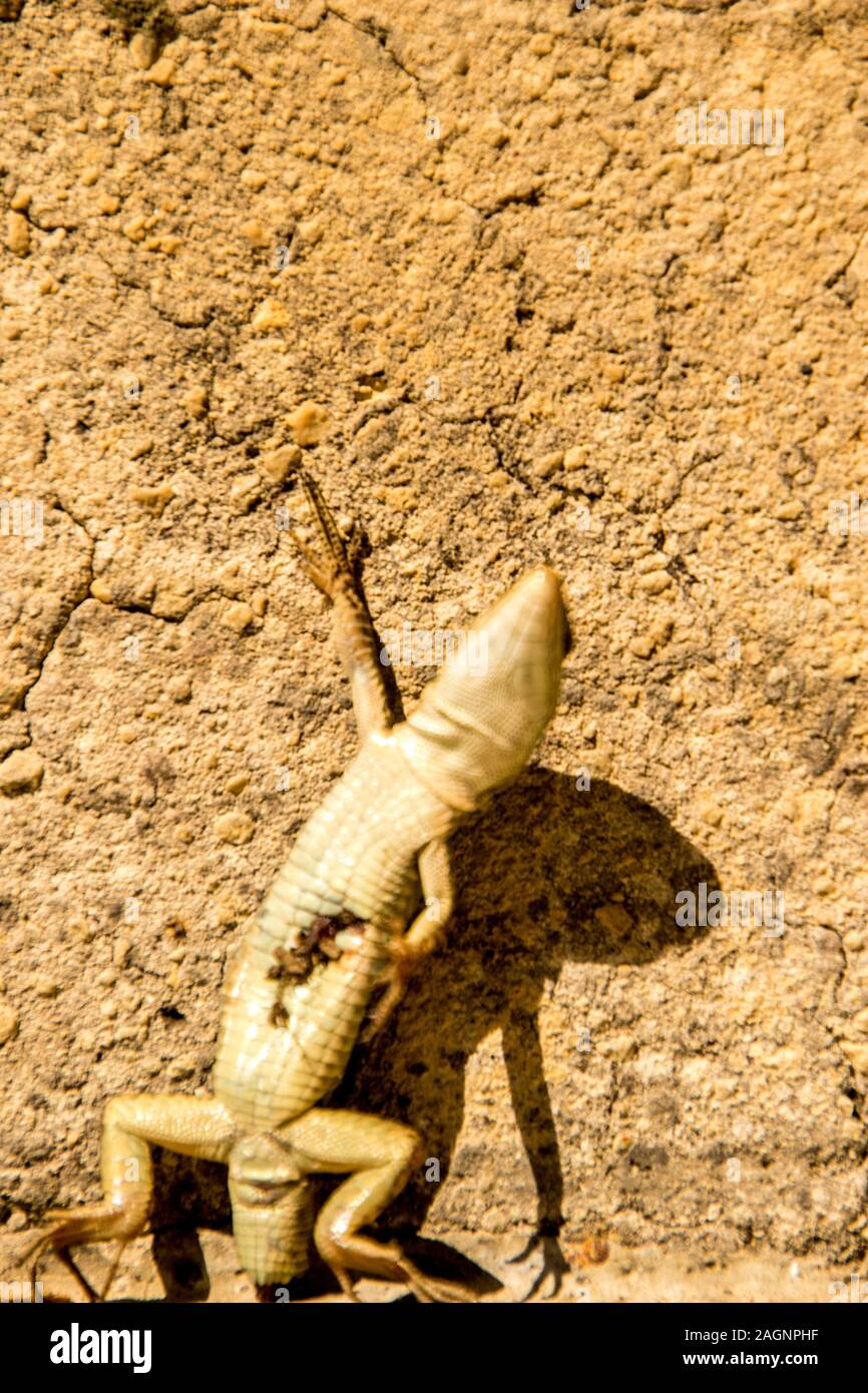 A common lizard, in Italy, lays dead from being attacked by a stray cat ...