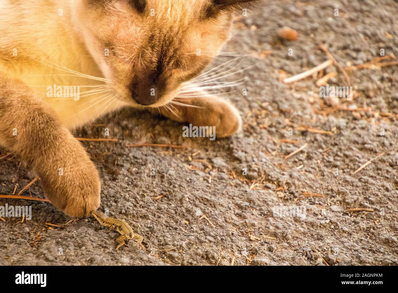 Just one of the many stray cats left behind in the country of Italy ...