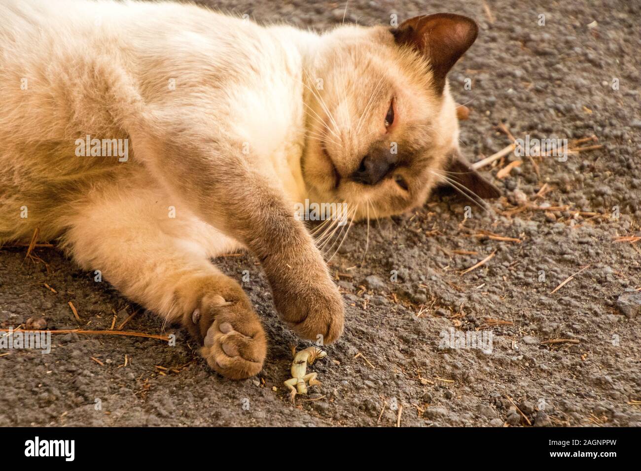 Just one of the many stray cats left behind in the country of Italy ...