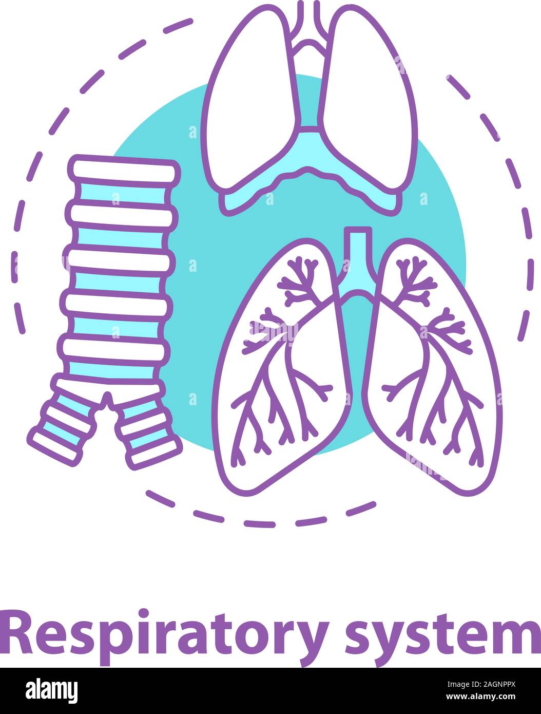 The lungs and the diaphragm Stock Vector Images - Alamy