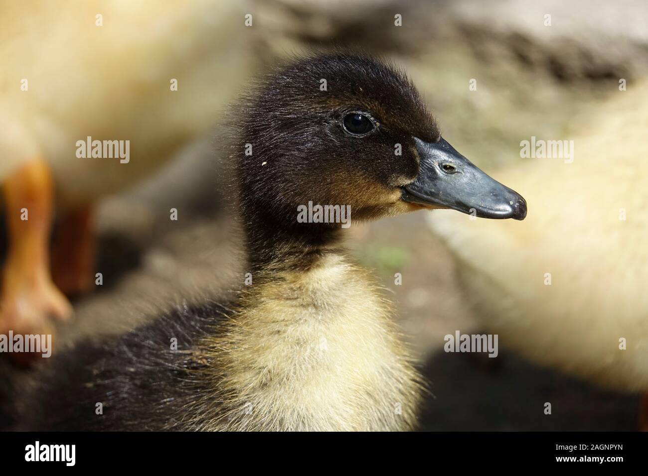 Black duckling hi-res stock photography and images - Alamy