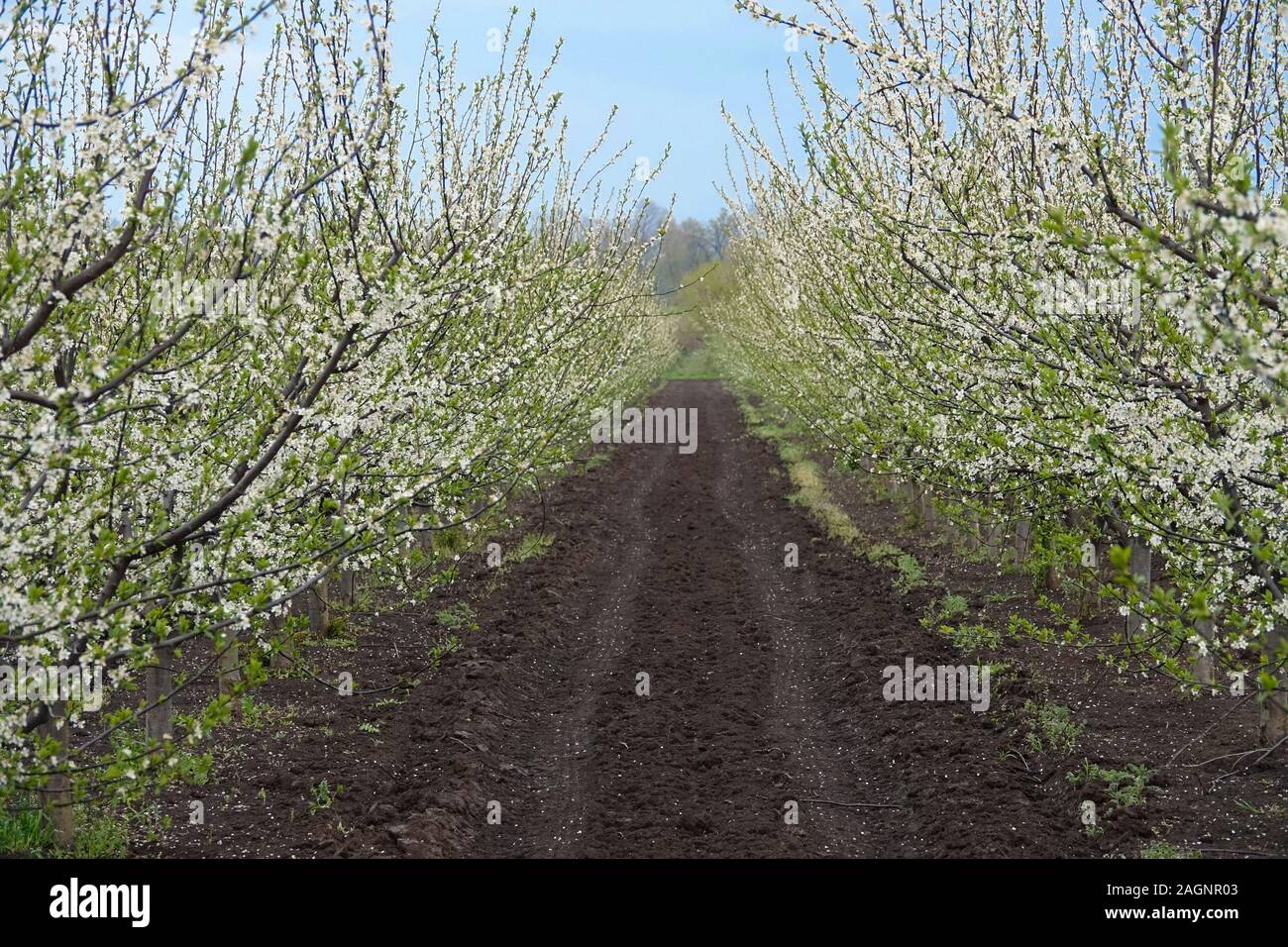 Plum horizon hi-res stock photography and images - Alamy