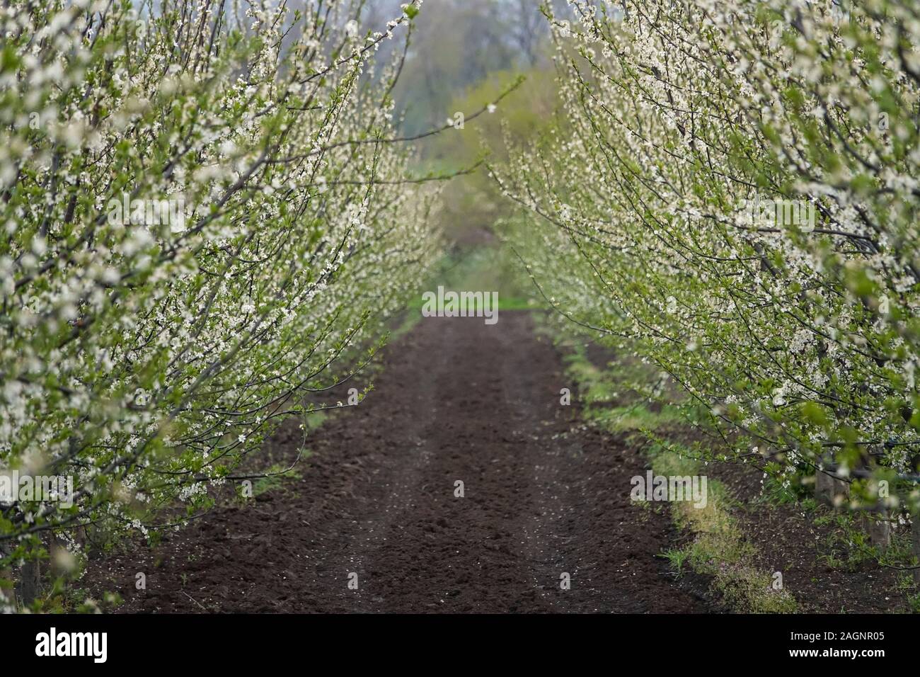Plum horizon hi-res stock photography and images - Alamy