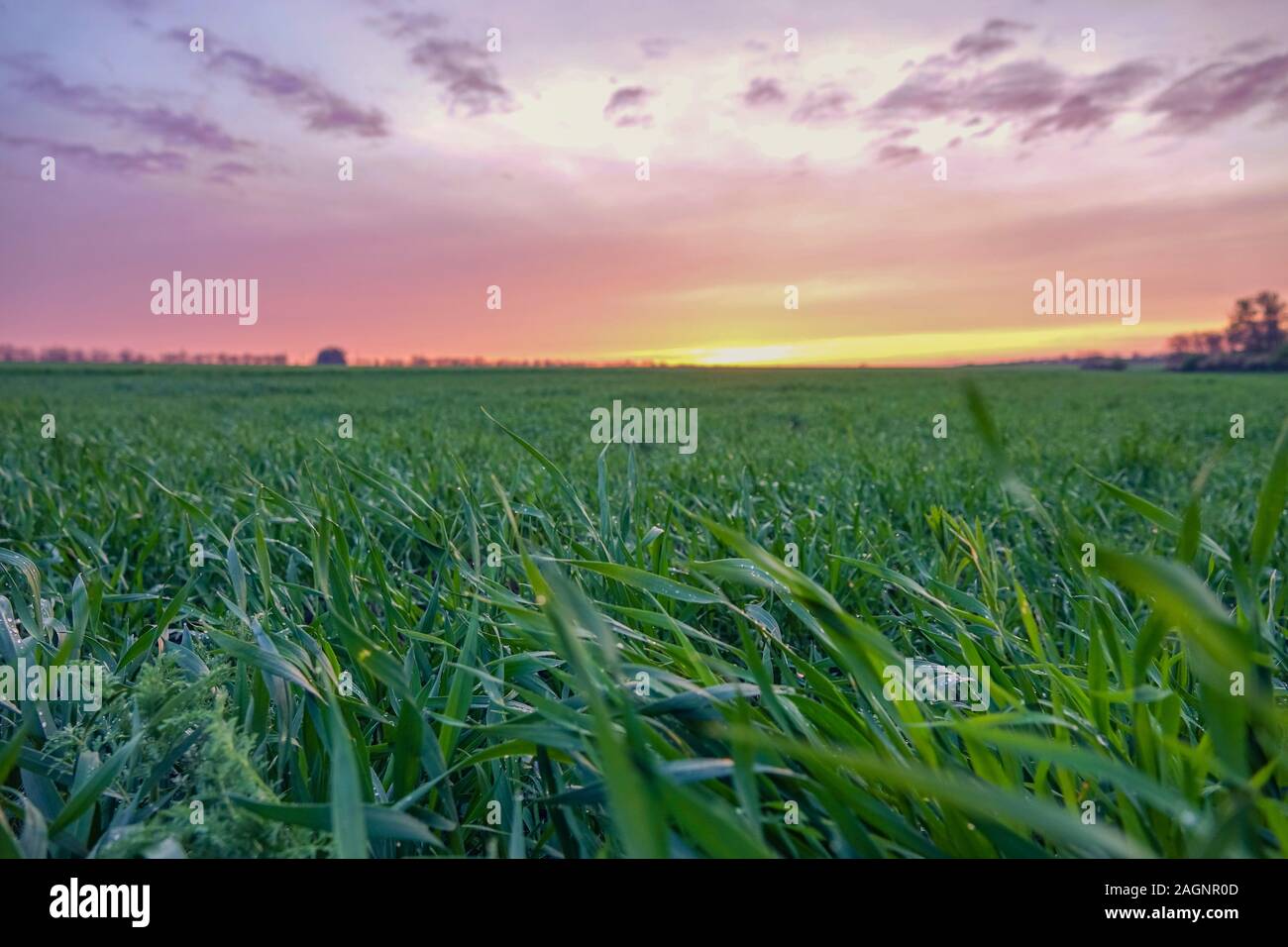Field of green grass covered with dew at sunset Stock Photo - Alamy