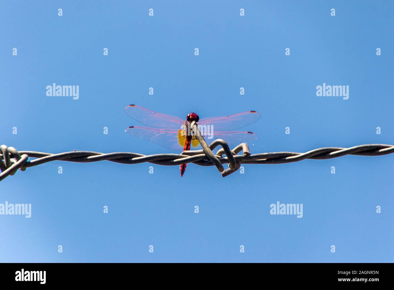 Dragonfly barbed wire hi-res stock photography and images - Alamy