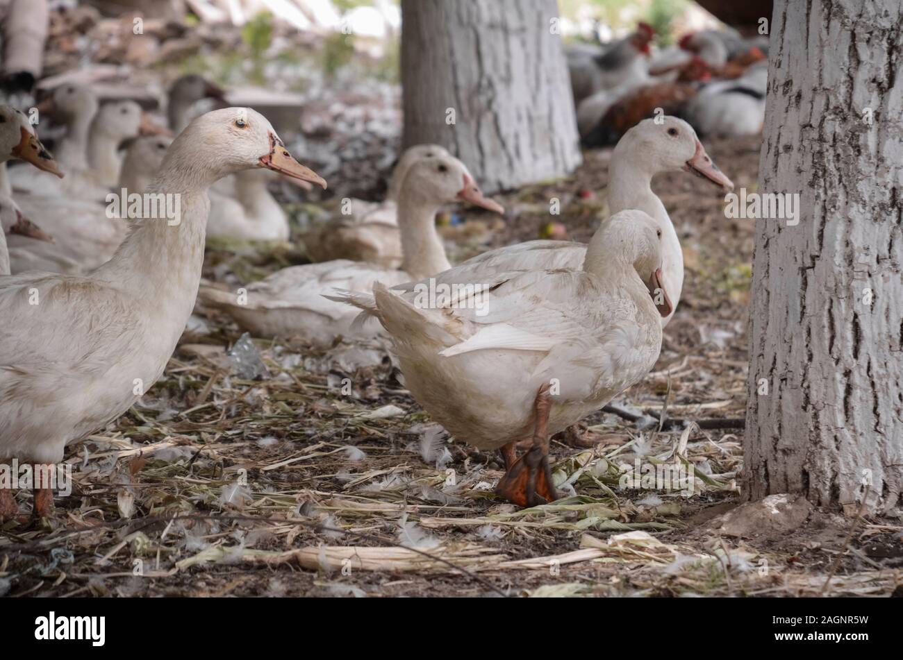 Domestic duck poultry fowl hi-res stock photography and images - Alamy