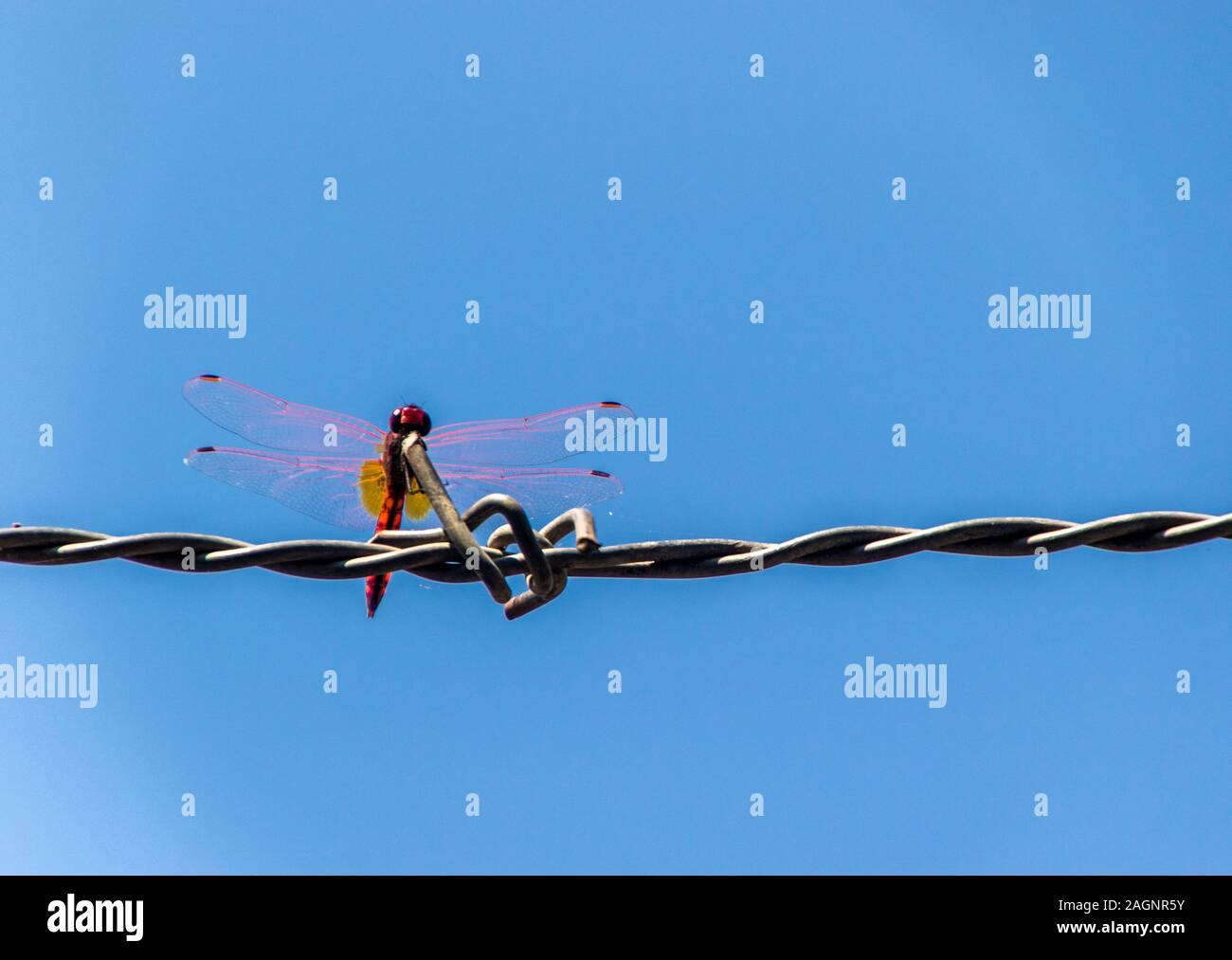Dragonfly barbed wire hi-res stock photography and images - Alamy