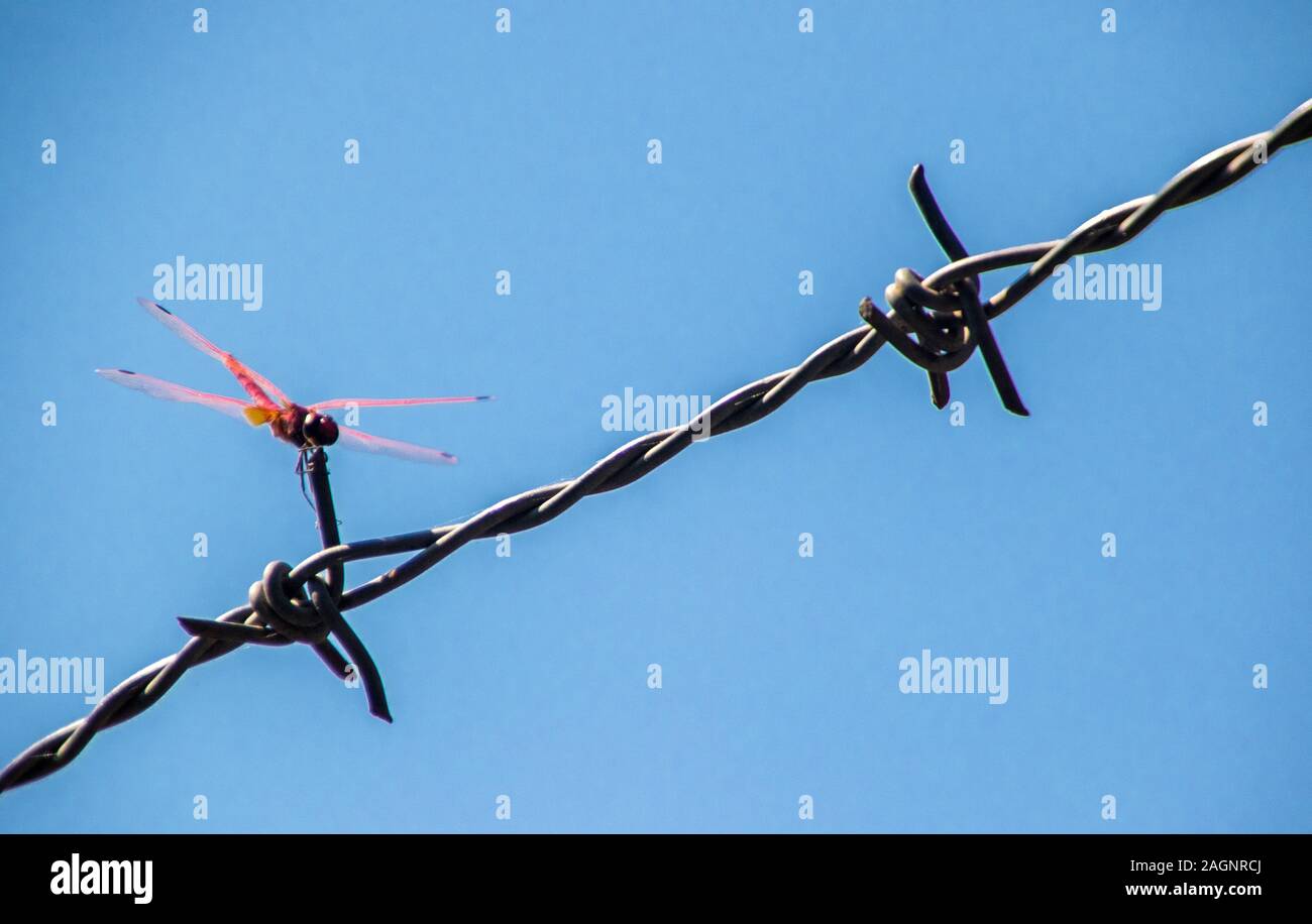 Dragonfly barbed wire hi-res stock photography and images - Alamy