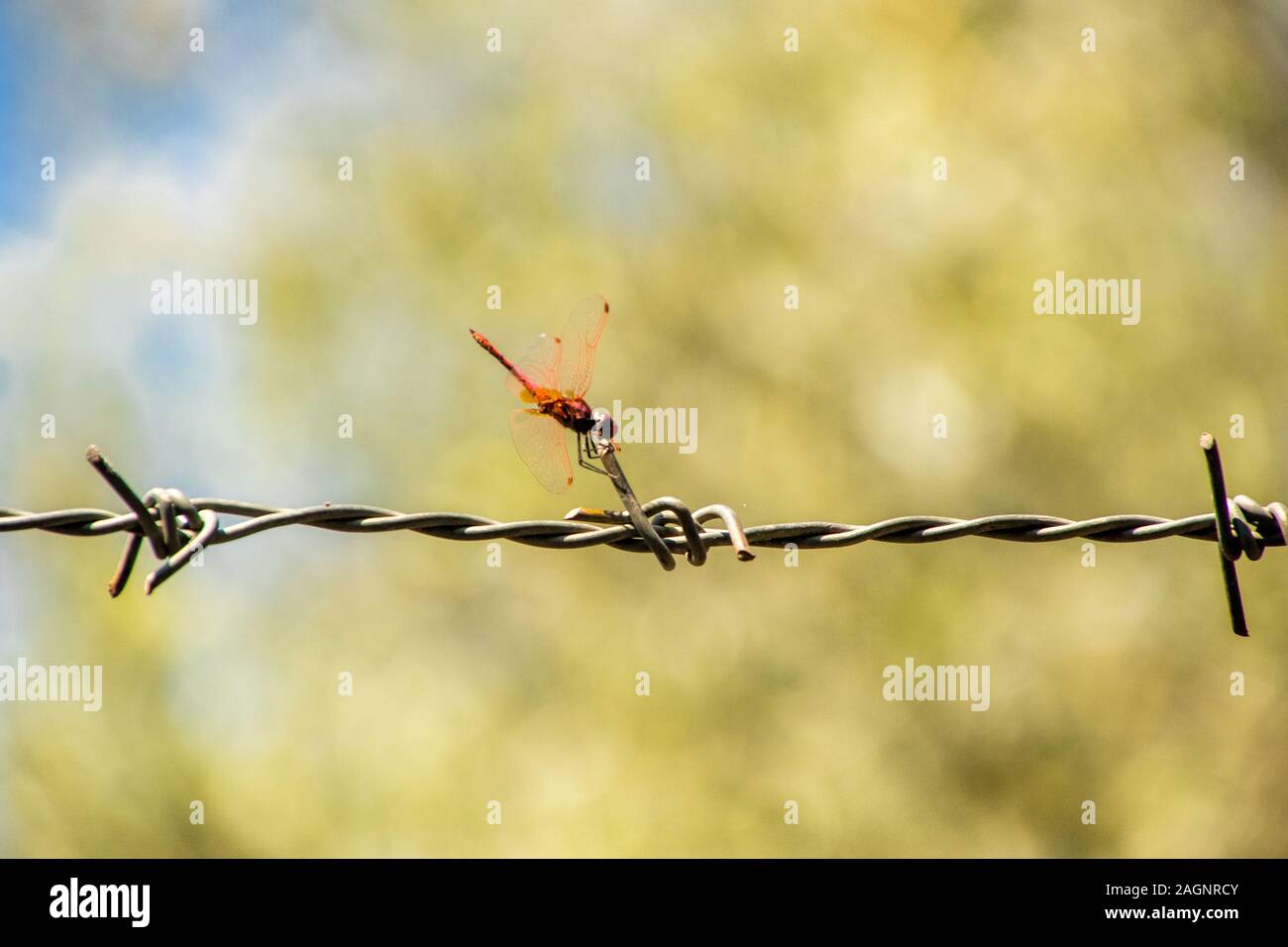 Dragonfly barbed wire hi-res stock photography and images - Alamy