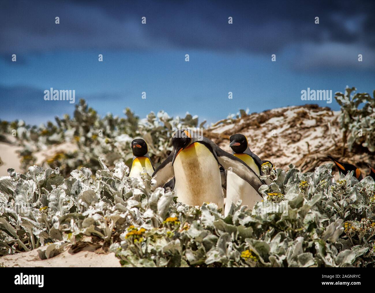 The king penguin (Aptenodytes patagonicus) is the 2nd largest species ...