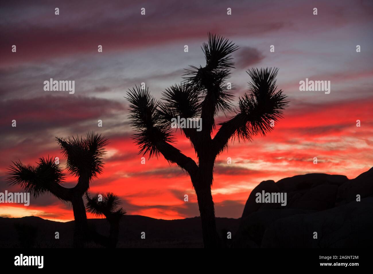 Silhouette of joshua tree hi-res stock photography and images - Alamy