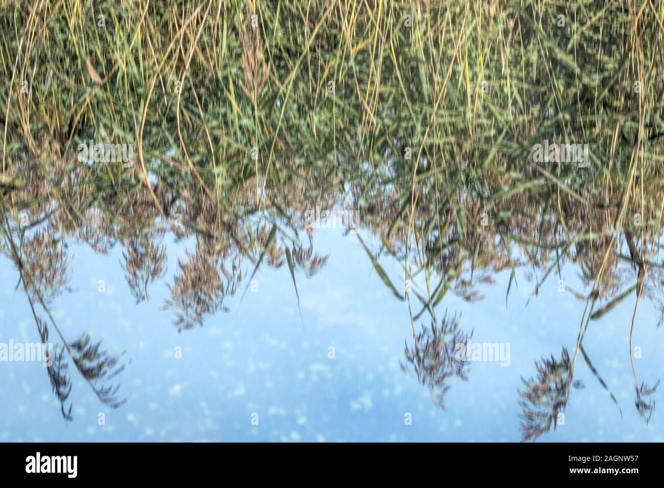 Reed reflection lake Stock Photo - Alamy
