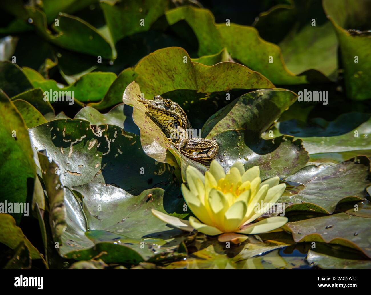 Beautiful big green frog with big eyes is sitting on a leaf of the ...