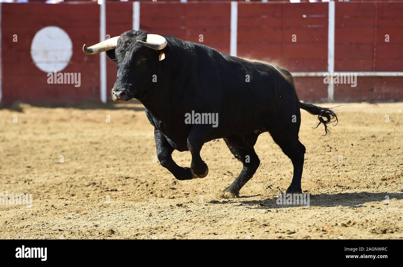 a powerful black bull running in the bullring Stock Photo - Alamy