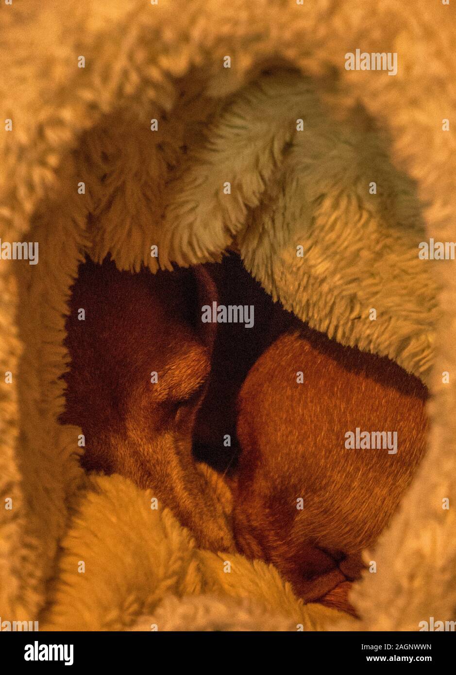 A Miniature Dachshund warm and snug in it's favorite resting place, a ...