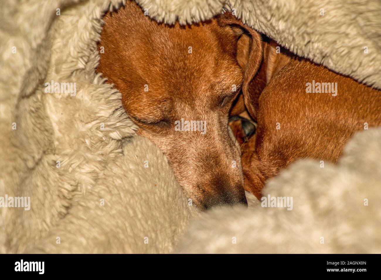 A Miniature Dachshund warm and snug in it's favorite resting place, a ...