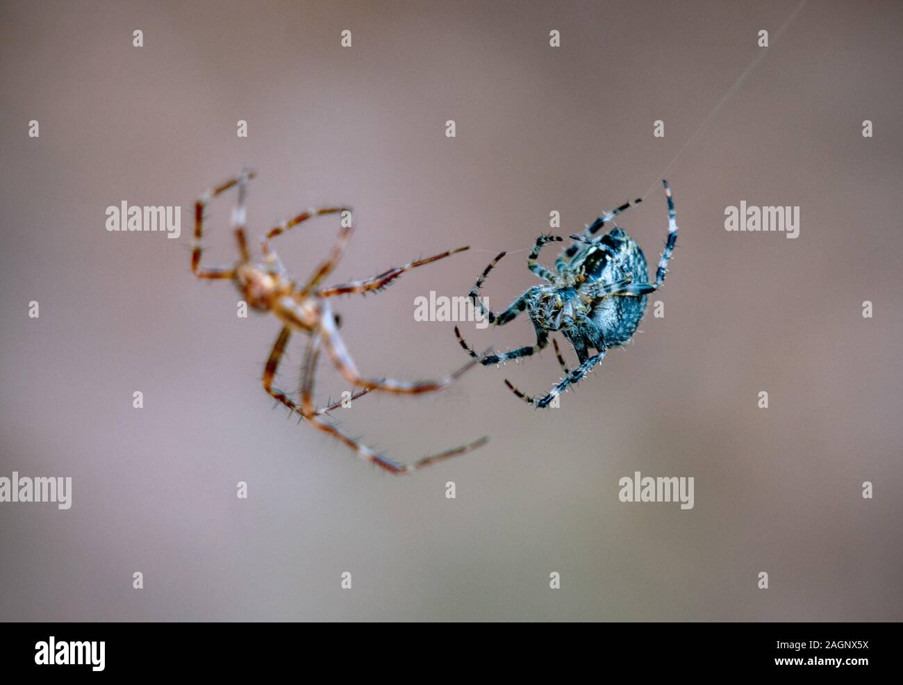 Rare spiders hi-res stock photography and images - Alamy