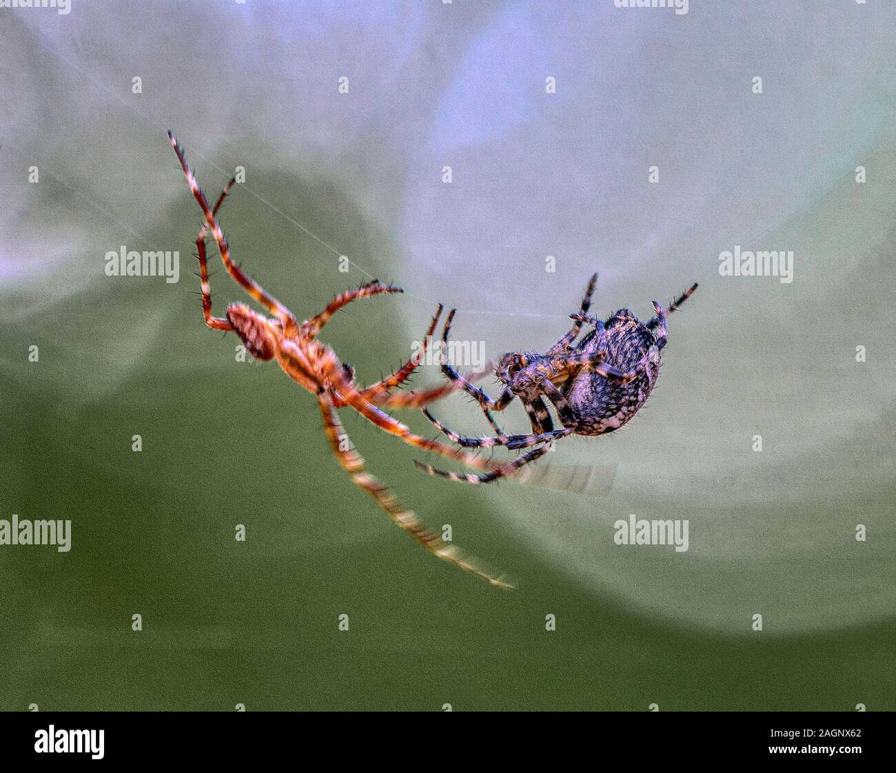Fighting Spiders High Resolution Stock Photography and Images - Alamy
