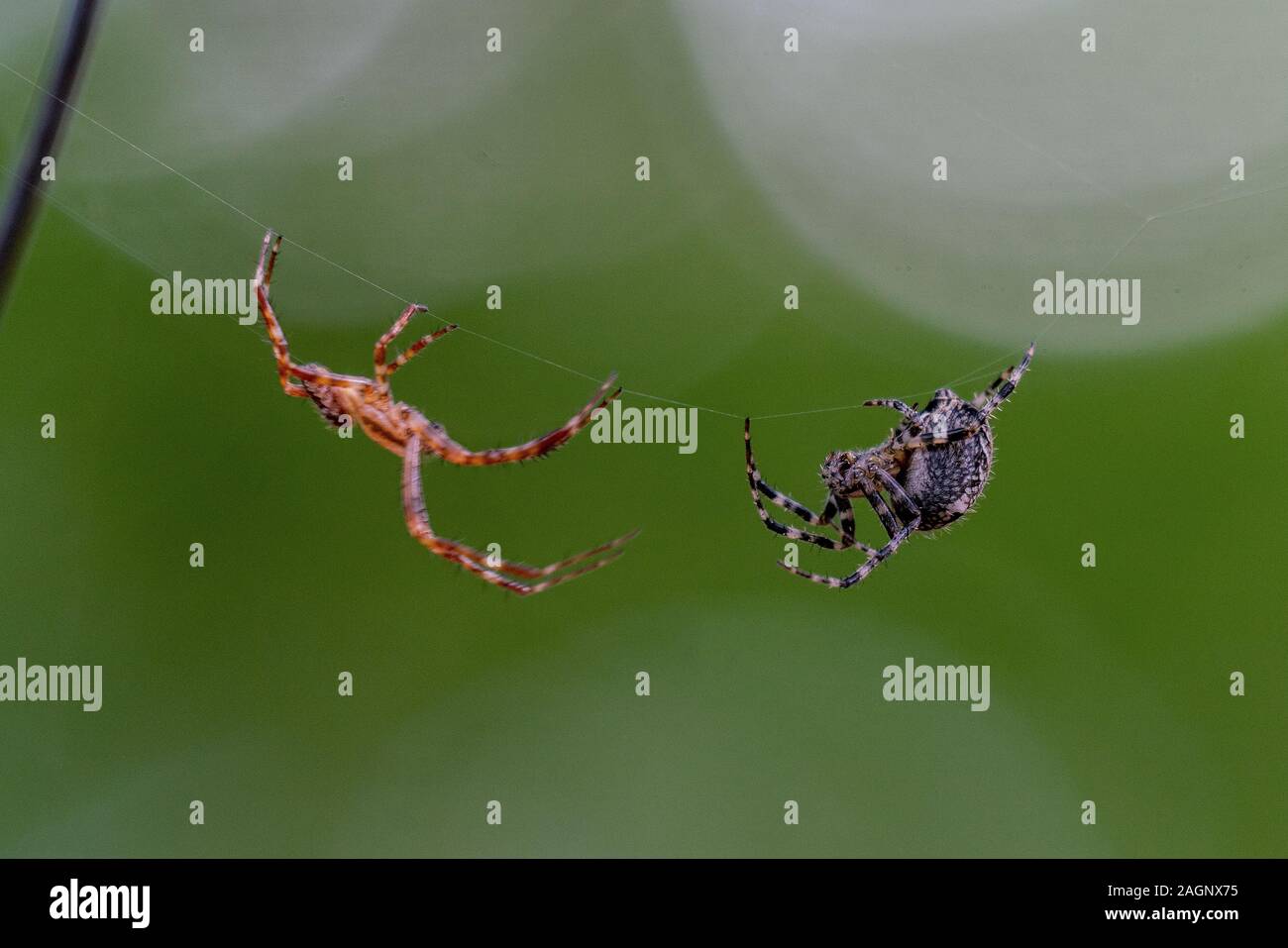 A brown and a black spider in a cobweb fighting with each other Stock ...