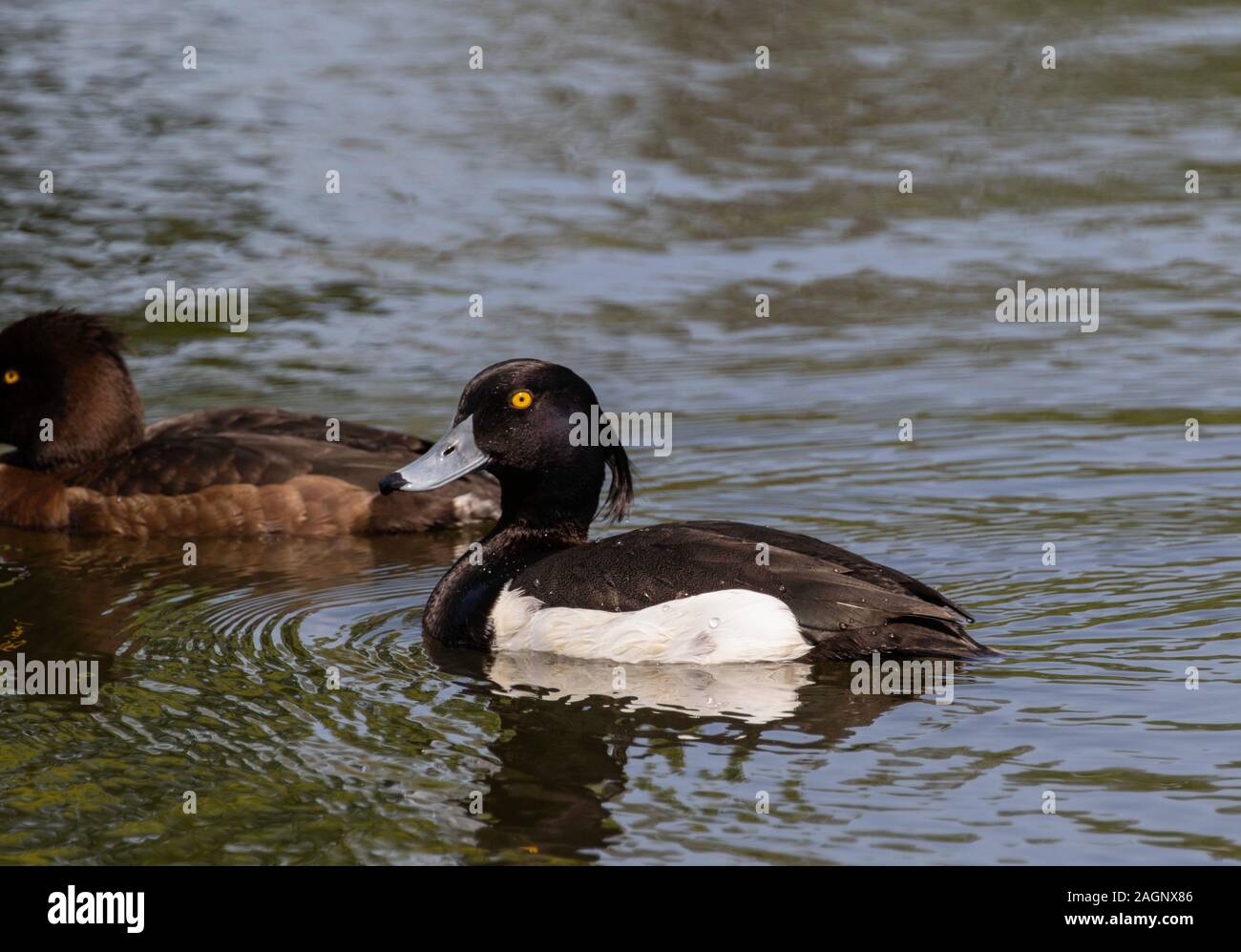 Black and white male Tufted Duck, Harrogate, North Yorkshire, England ...